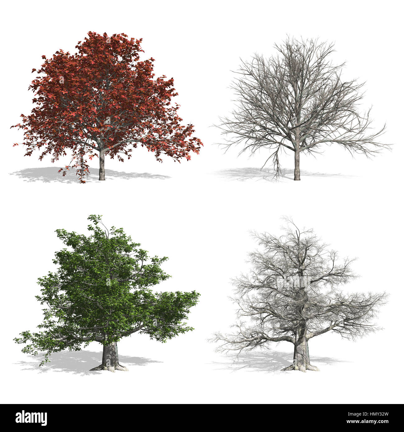 Beech trees, isolated on white background Stock Photo - Alamy