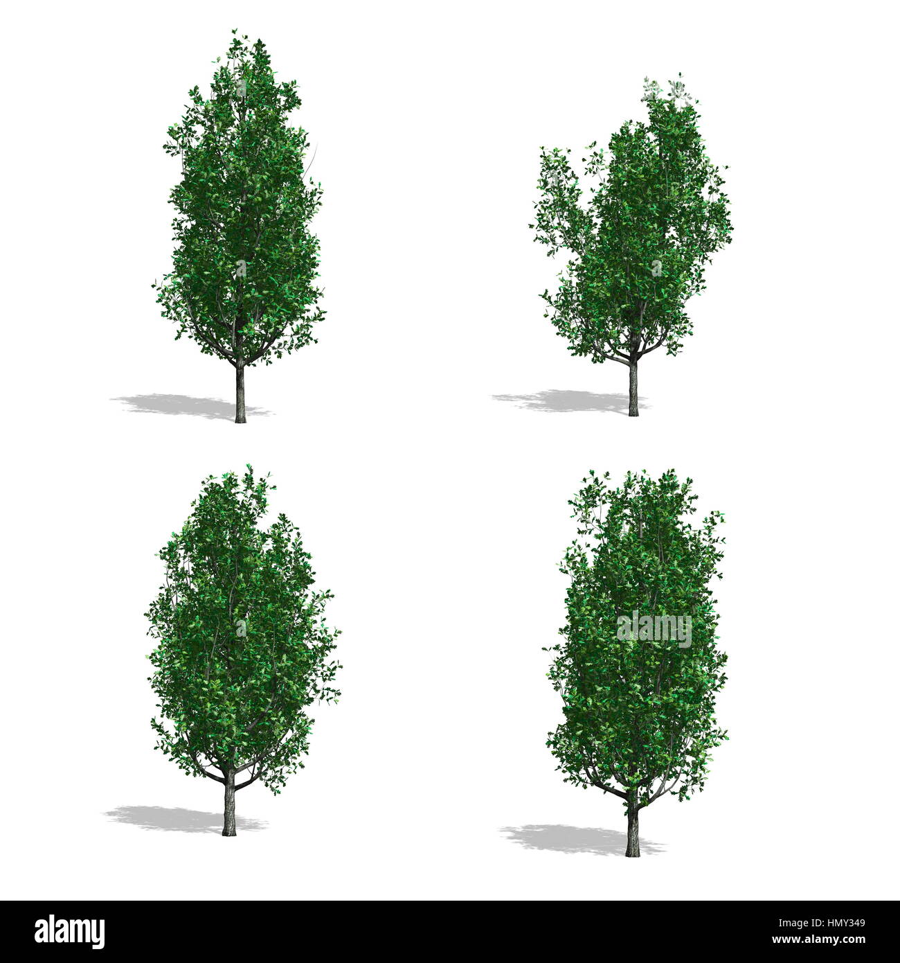 Oak trees, isolated on white background Stock Photo - Alamy