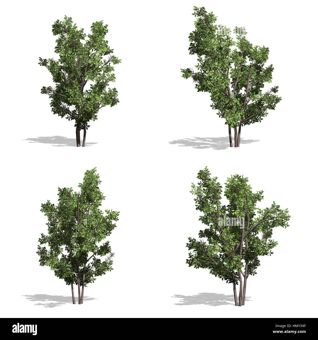 Hazel trees, isolated on white background Stock Photo - Alamy