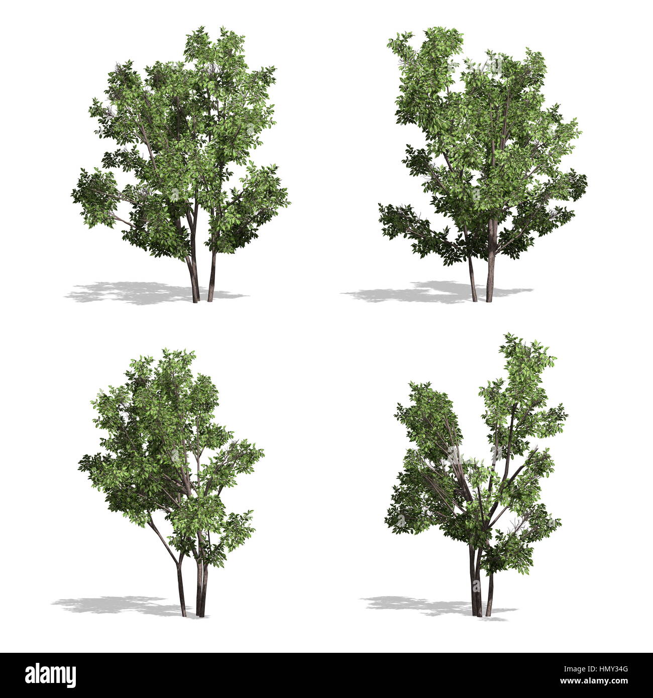 Hazel trees, isolated on white background Stock Photo - Alamy