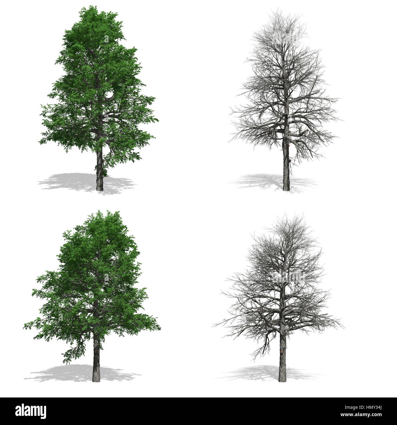 Gum trees, isolated on white background Stock Photo - Alamy