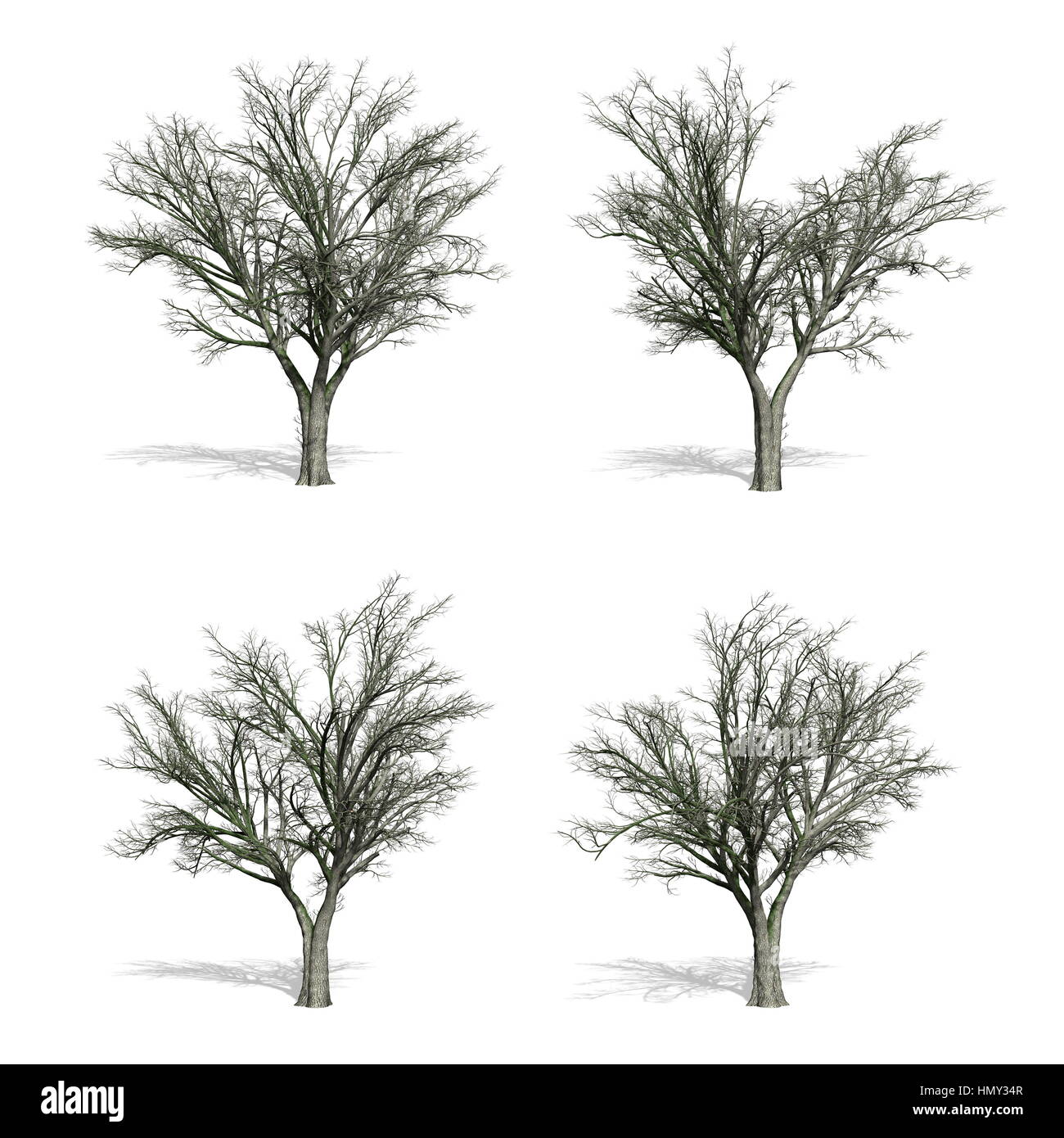 Elm trees, isolated on white background Stock Photo - Alamy