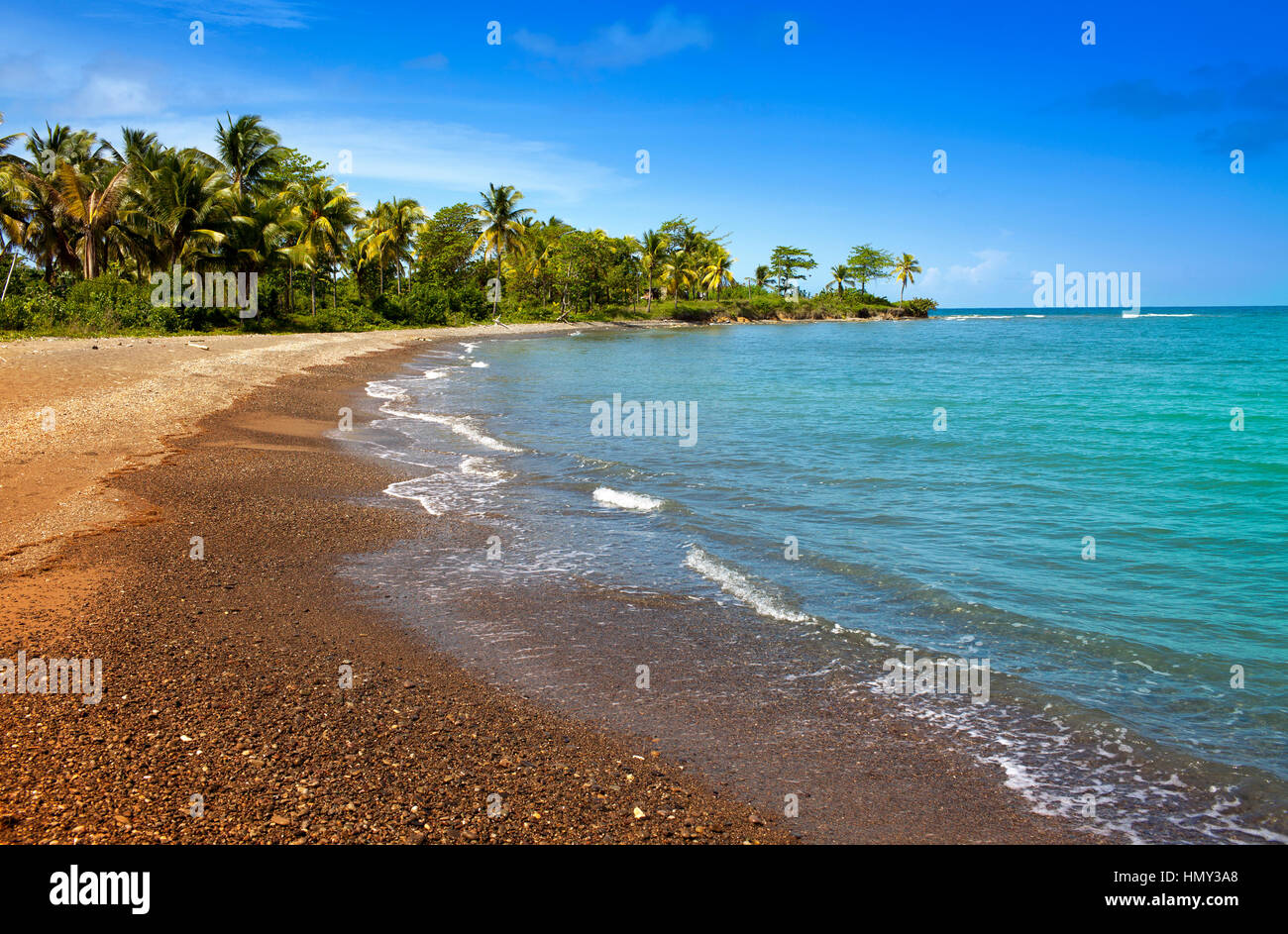 Jamaica. Sandy coast of a bay and palm tree Stock Photo - Alamy