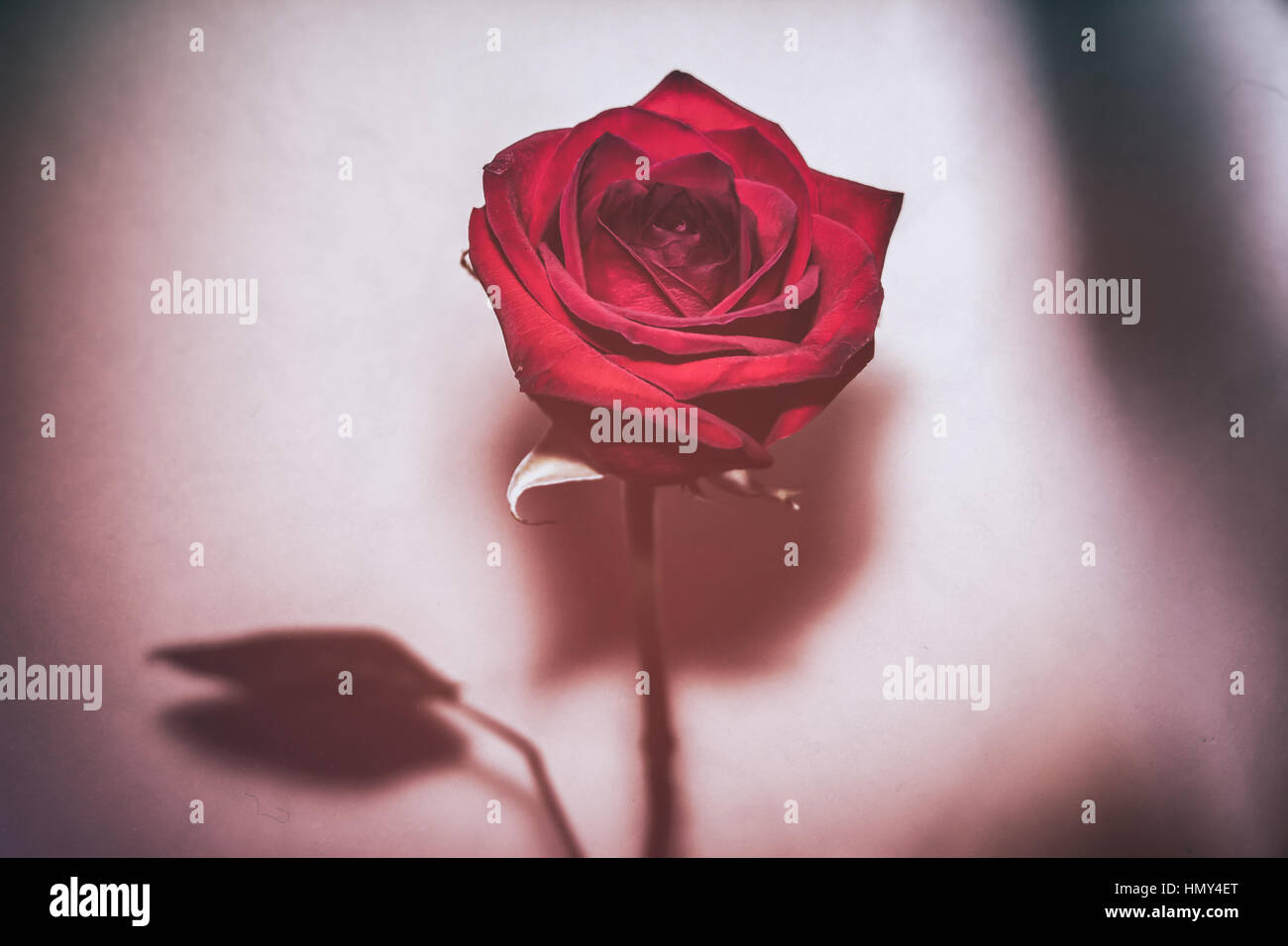 Film flower hi-res stock photography and images - Alamy