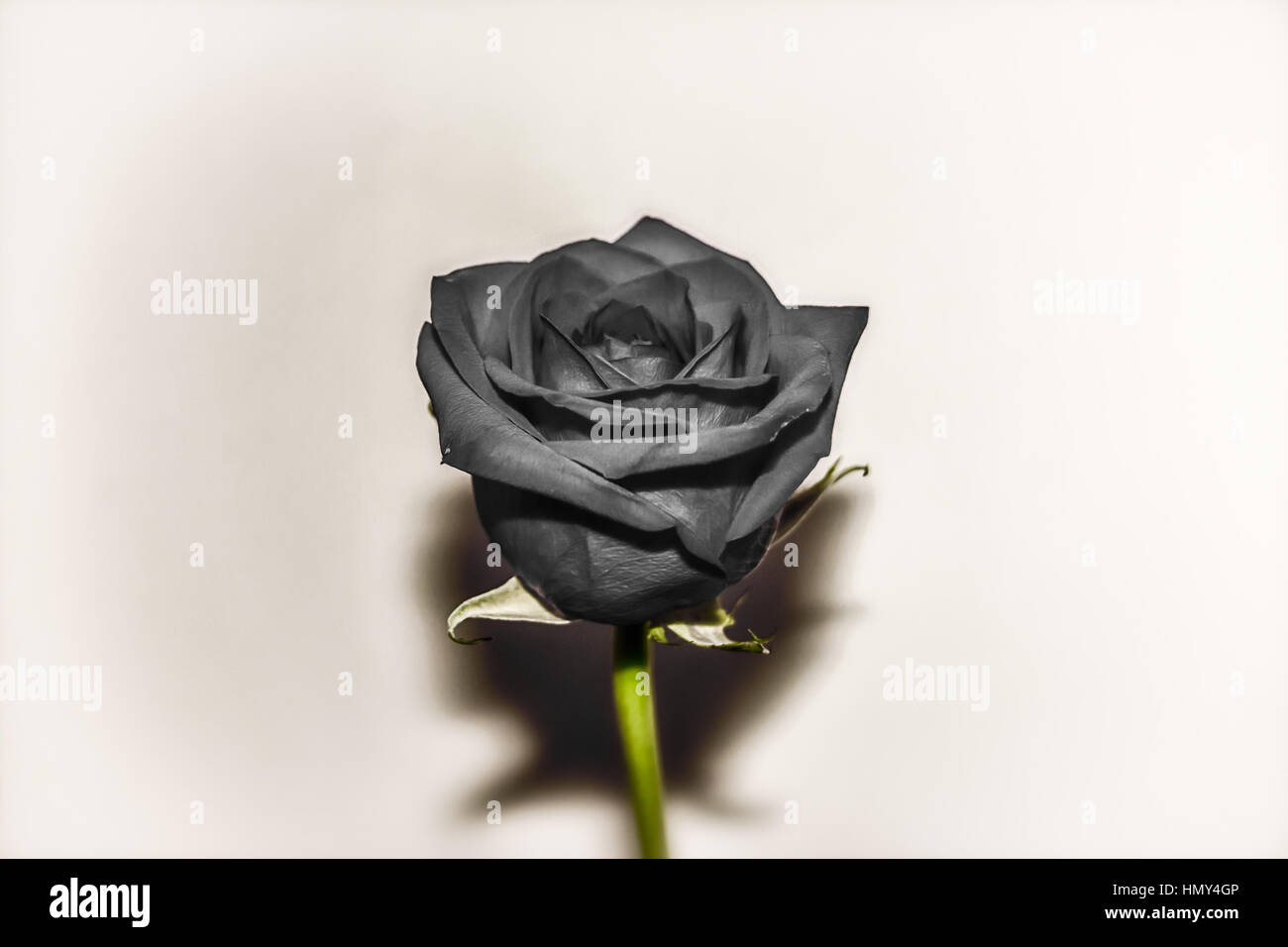 Mourning rose hi-res stock photography and images - Alamy