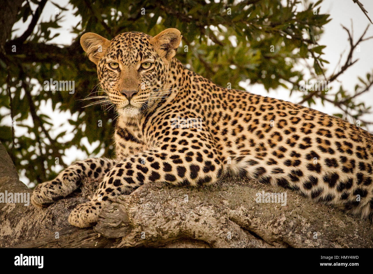 Beautiful leopard staring at viewer from tree Stock Photo - Alamy