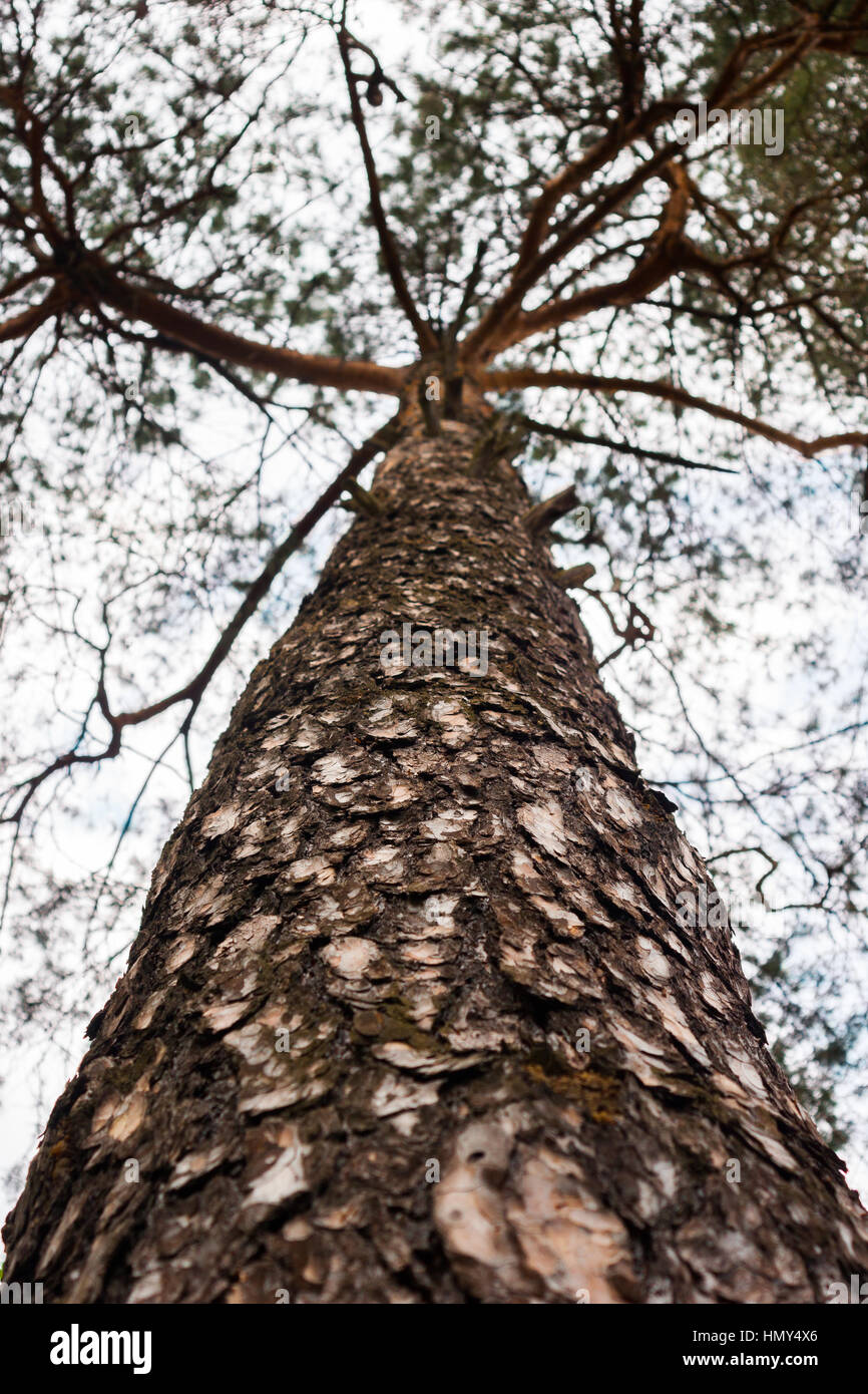 A large tree grows high into the sky Stock Photo - Alamy