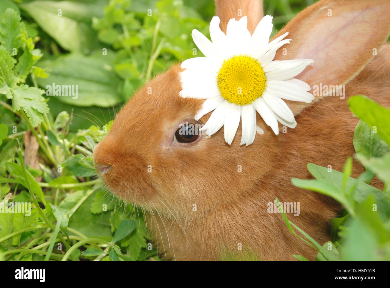 Little orange rabbit isolated on white background Stock Photo - Alamy