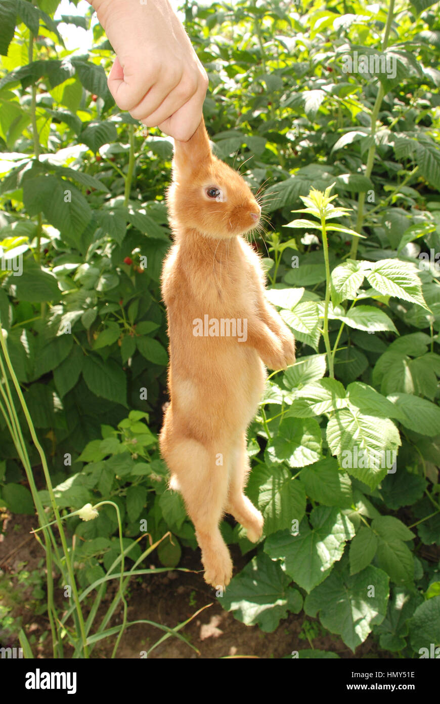 Little orange rabbit isolated on white background Stock Photo - Alamy