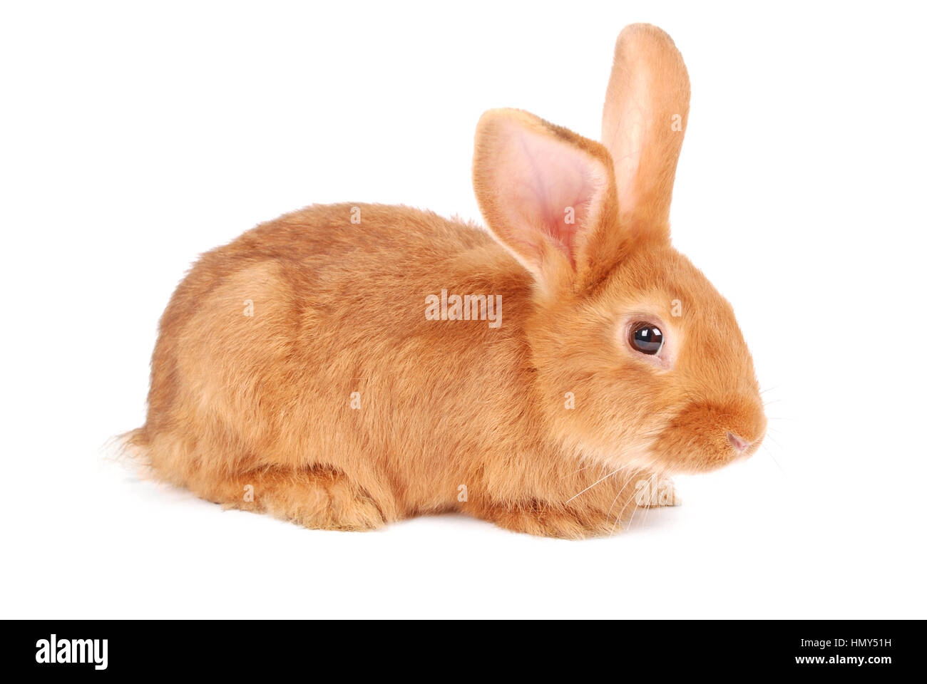 Little orange rabbit isolated on white background Stock Photo - Alamy
