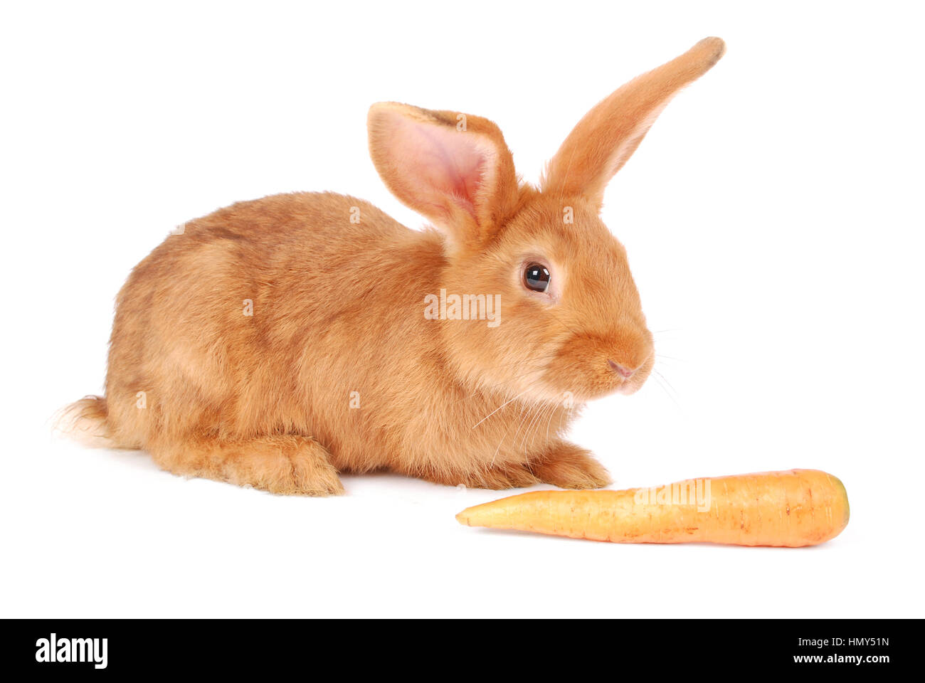 Little orange rabbit eating a carrot isolated on white background Stock ...