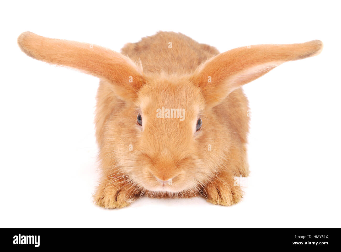 Little orange rabbit isolated on white background Stock Photo - Alamy