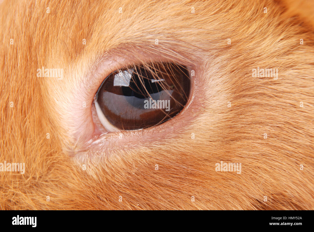 Orange little fluffy rabbit eye closeup Stock Photo - Alamy