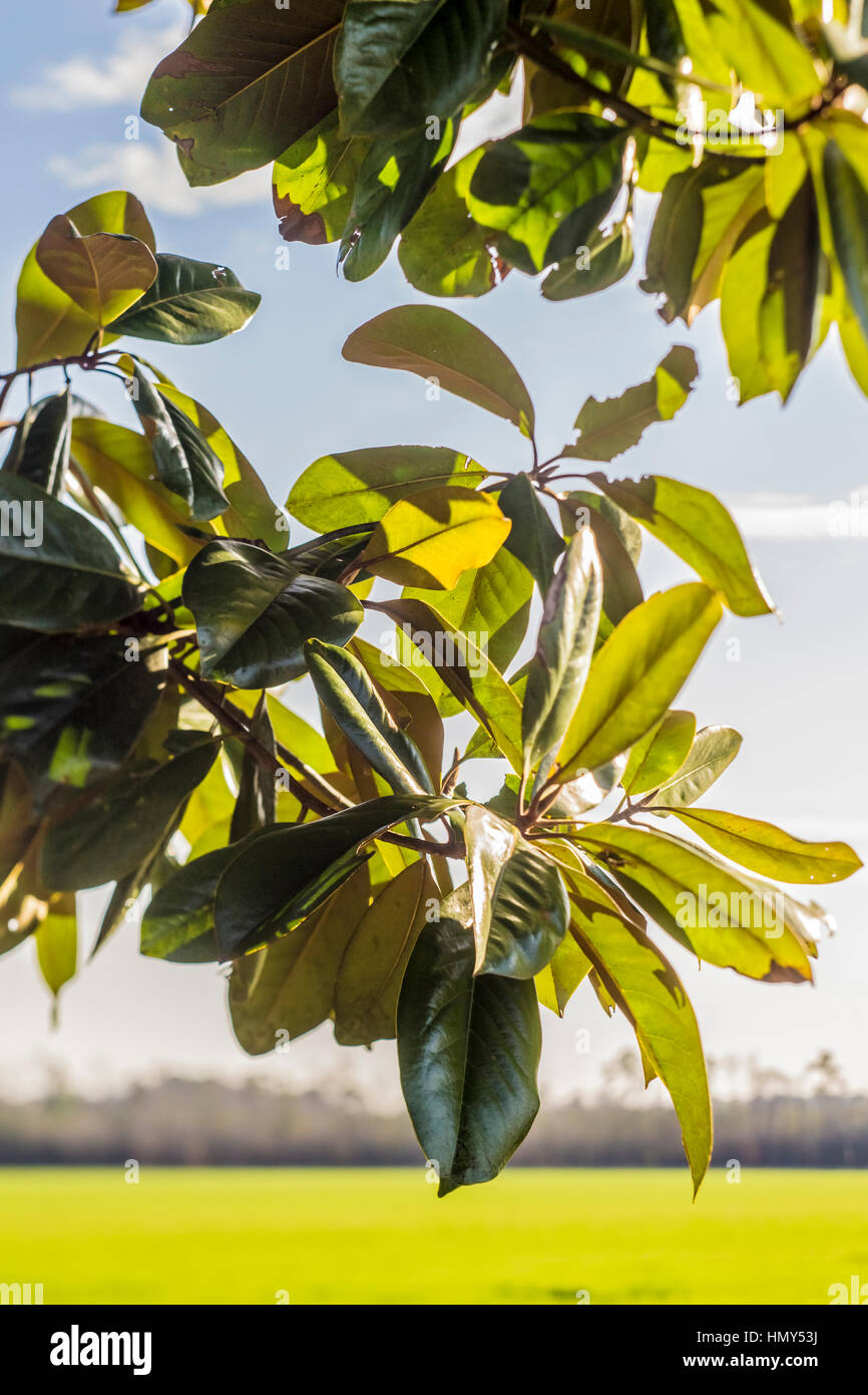 Magnolia tree winter hi-res stock photography and images - Alamy