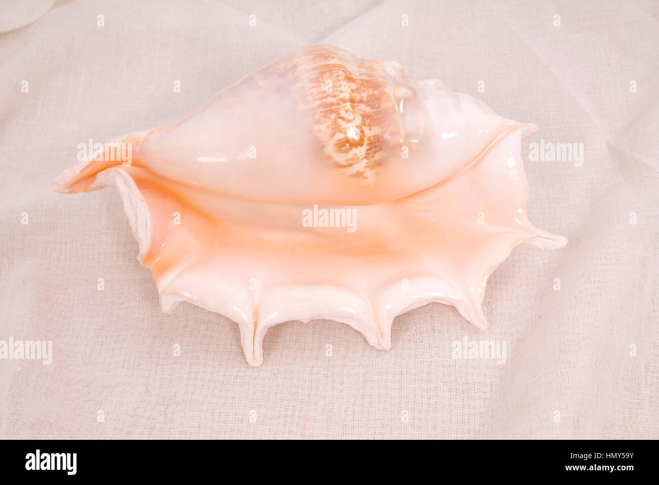 Rapana venosa hi-res stock photography and images - Alamy