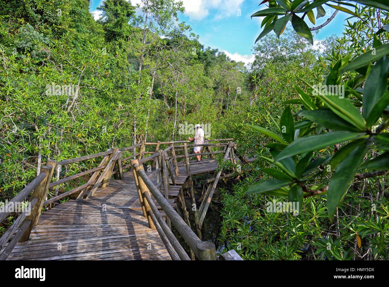 Utria National Park. Estero Sector with Tea mangroves ( Pelliciera ...