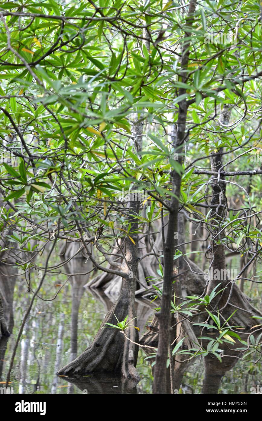 Utria National Park. Estero Sector with Tea mangroves ( Pelliciera ...