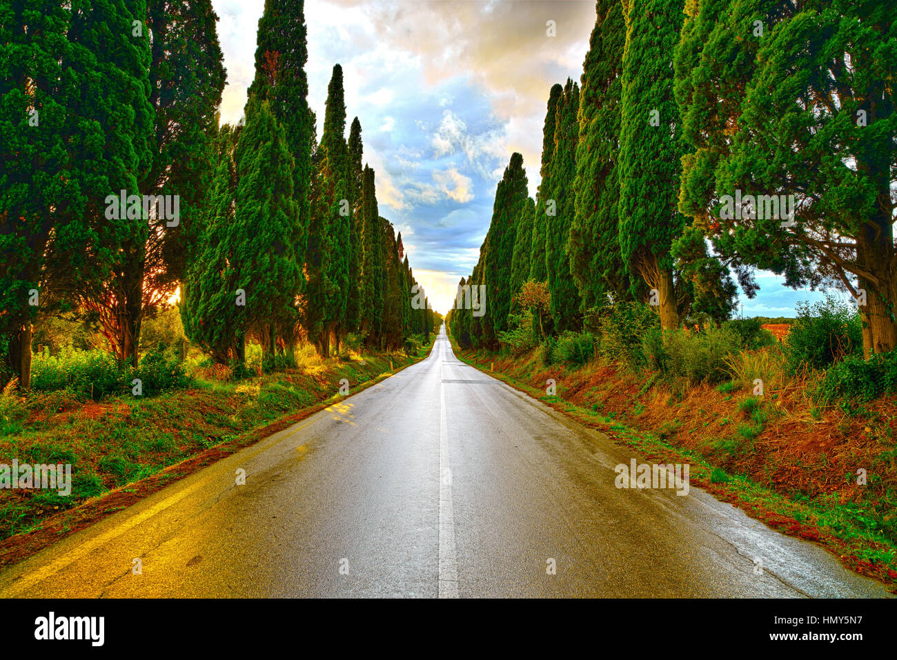 Bolgheri famous cypresses trees straight boulevard landscape. Maremma ...