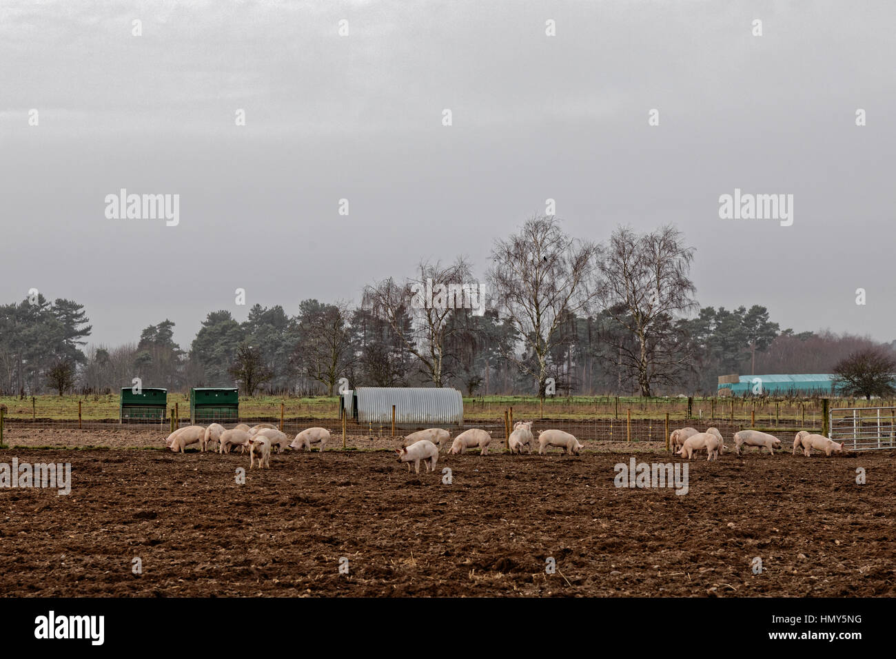 Free Range English Pig Farm Stock Photo - Alamy