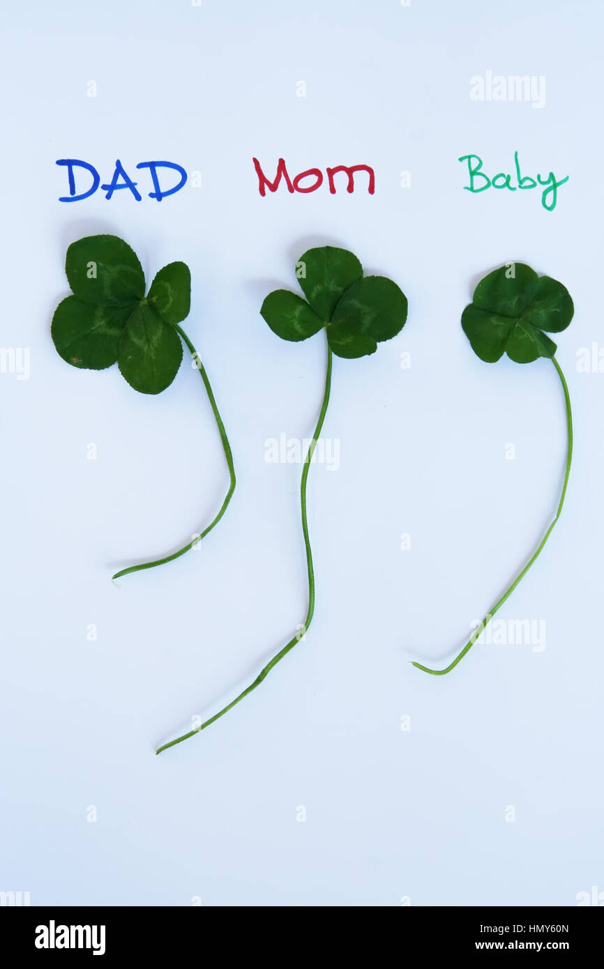 Family Shamrock. Shamrock on a white paper Stock Photo - Alamy