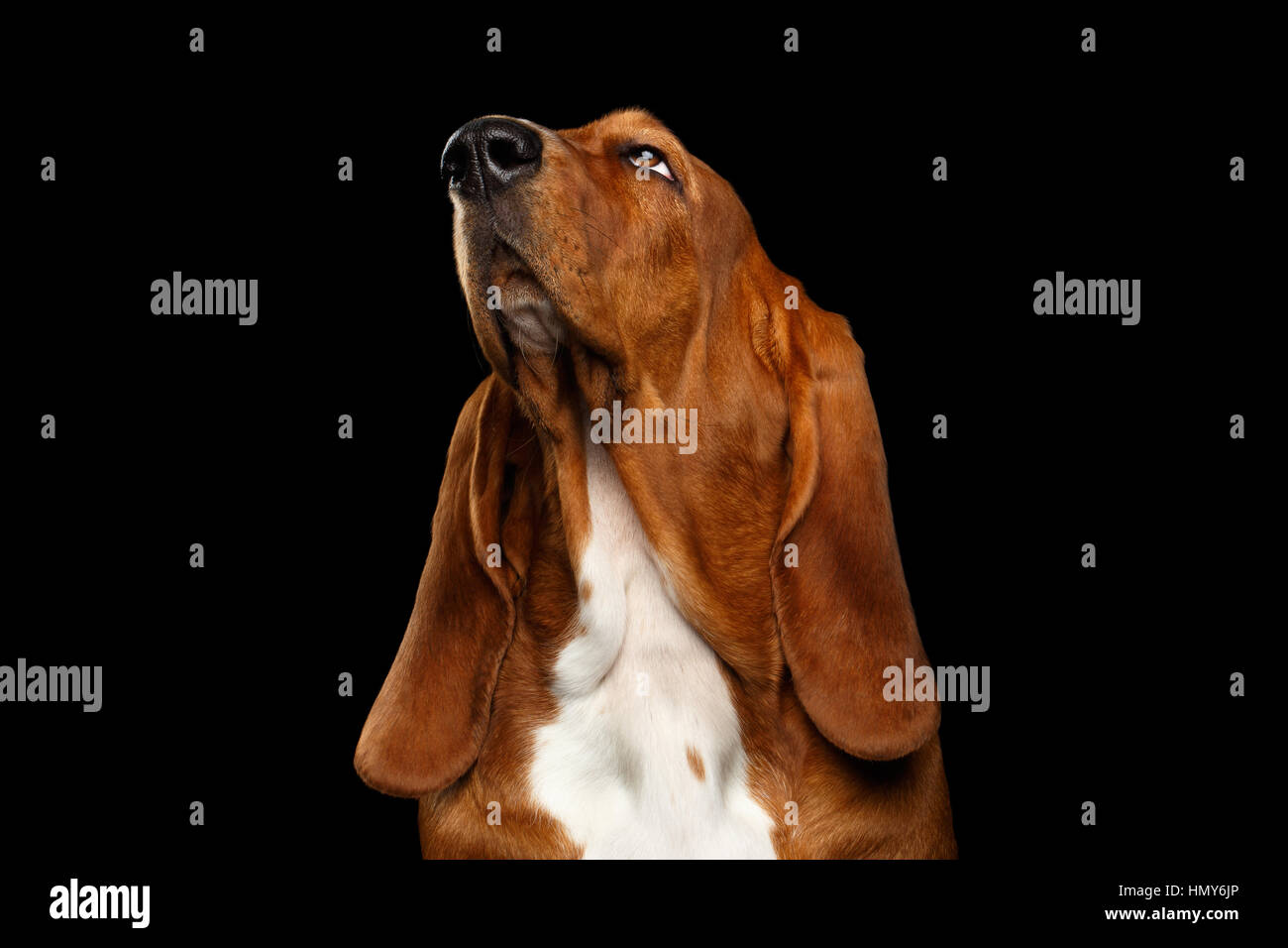 Basset Hound on Isolated black background Stock Photo - Alamy
