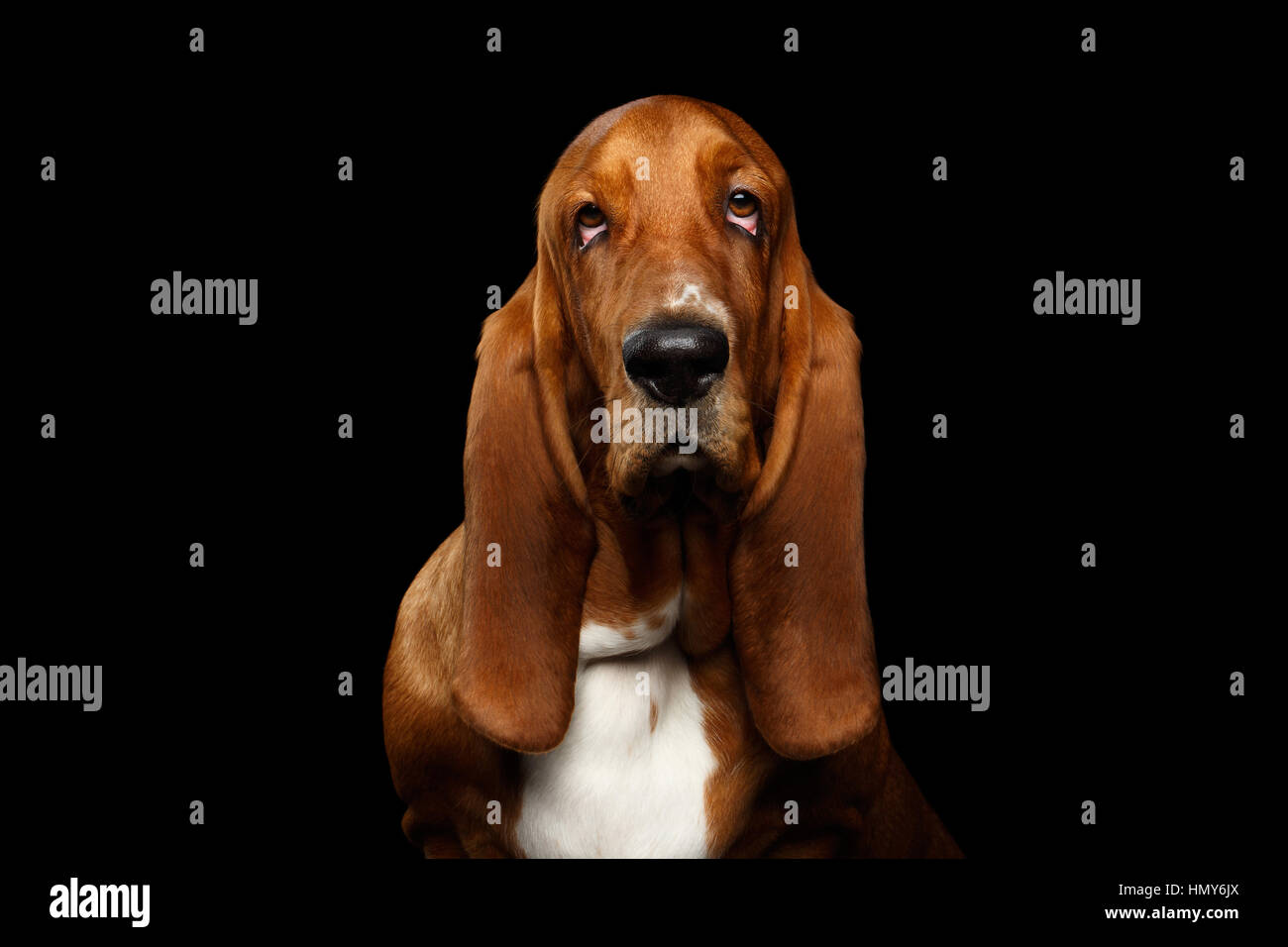 Basset Hound on Isolated black background Stock Photo - Alamy