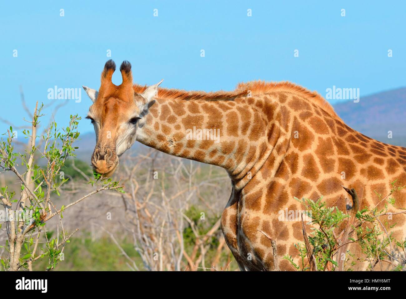 South African giraffe or Cape giraffe (Giraffa giraffa giraffa ...