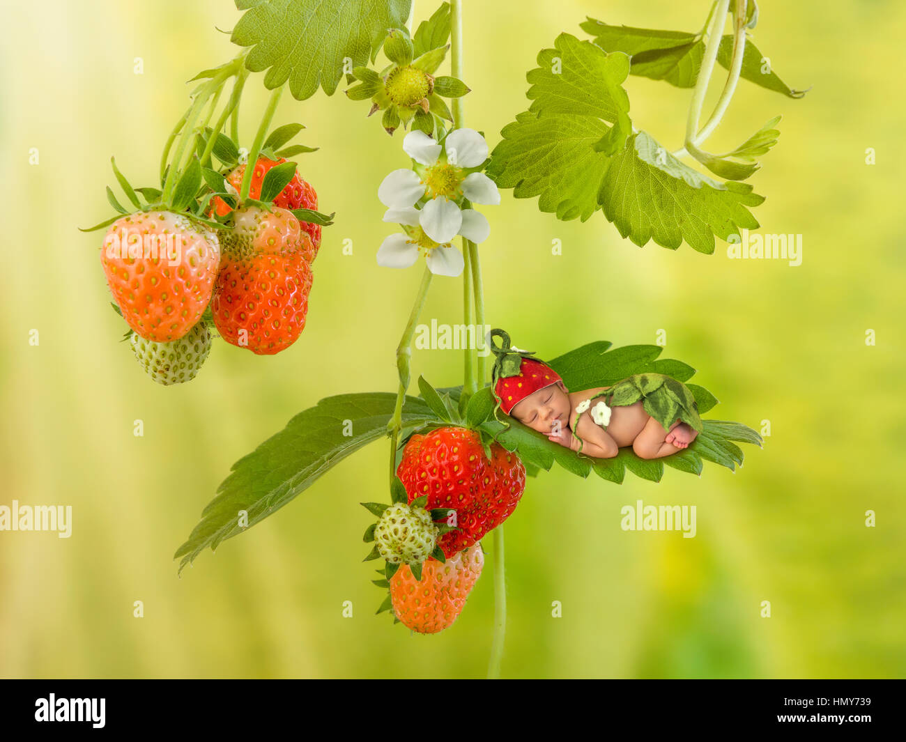 Newborn Baby on strawberry plant in cute strawberry outfit Stock Photo ...