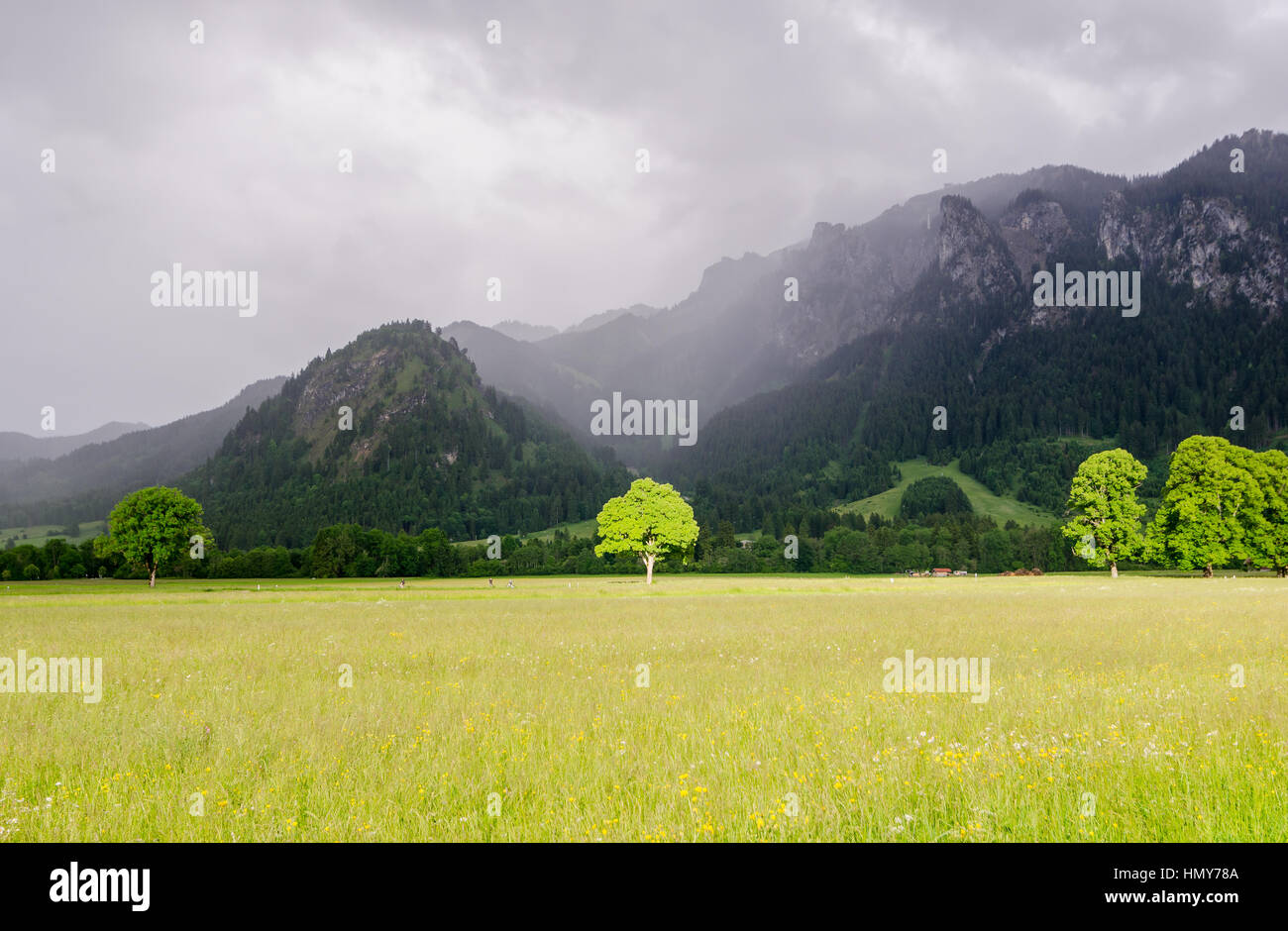 The tree in Bavaria, Germany. It's located near Neuschwanstein and ...