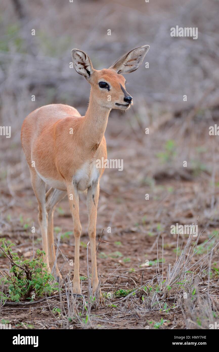 Steenbok (Raphicerus campestris), adult female, alert, Kruger National ...