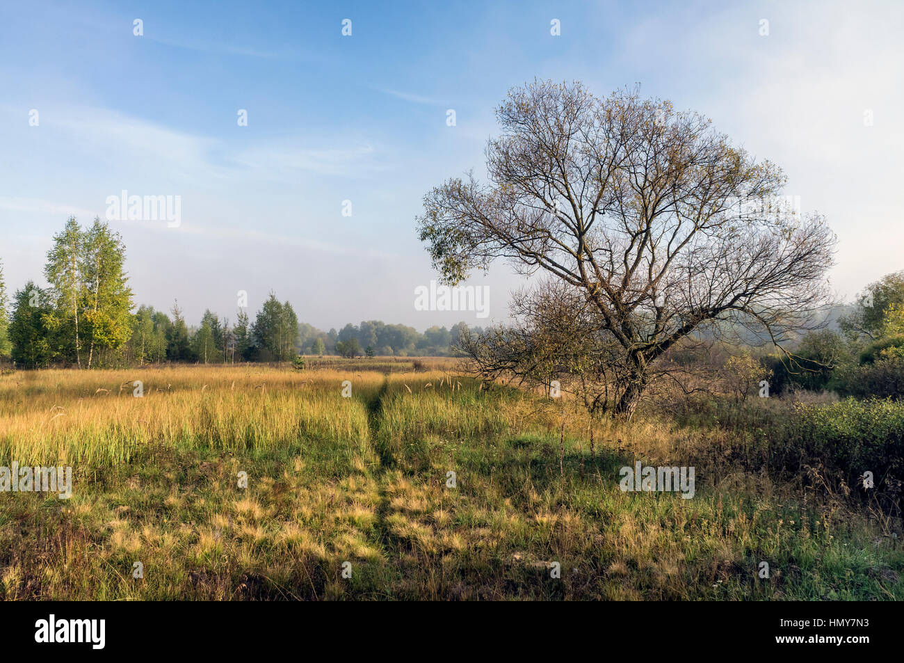 Bush at steppe summer view hi-res stock photography and images - Alamy