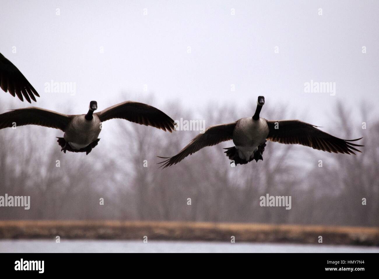 Waterfowl at its finest Stock Photo - Alamy