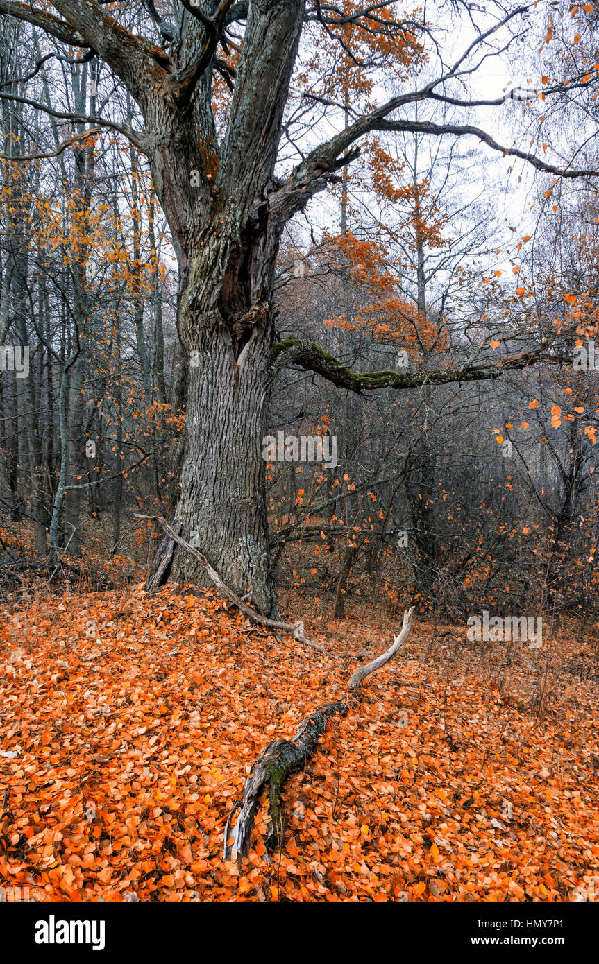 Old oak tree in autumn Stock Photo - Alamy