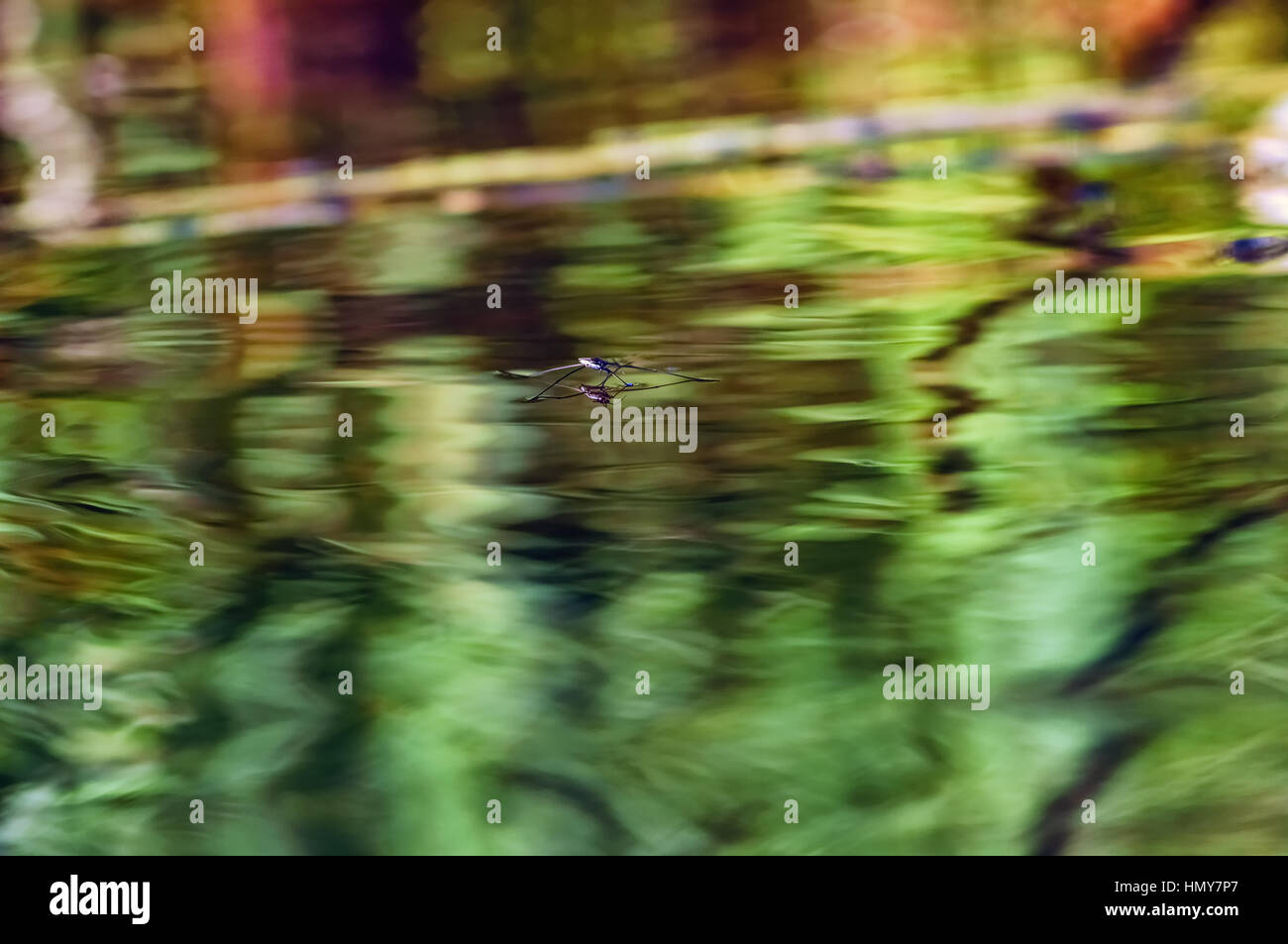 Aquatic insect on a multicolored water surface. Mirroring the greenery ...