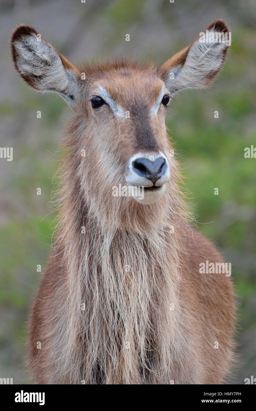 Waterbuck head hi-res stock photography and images - Alamy