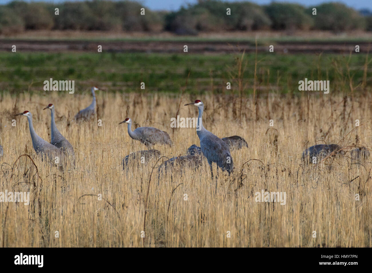 Birds sandhill crane at Salton Sea nature preserve in the California ...