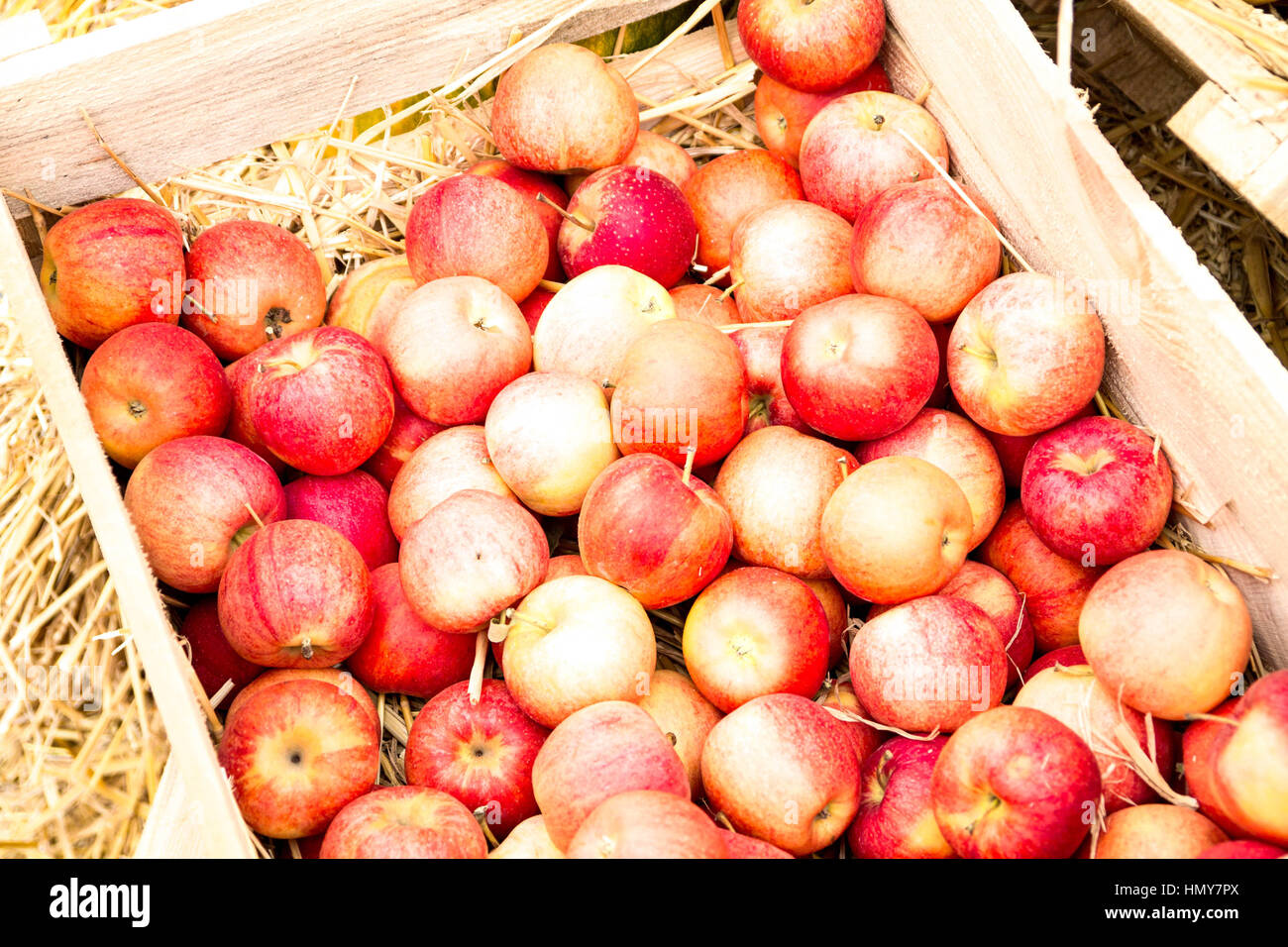 Many red apples in a wooden box on a background of hay Stock Photo - Alamy