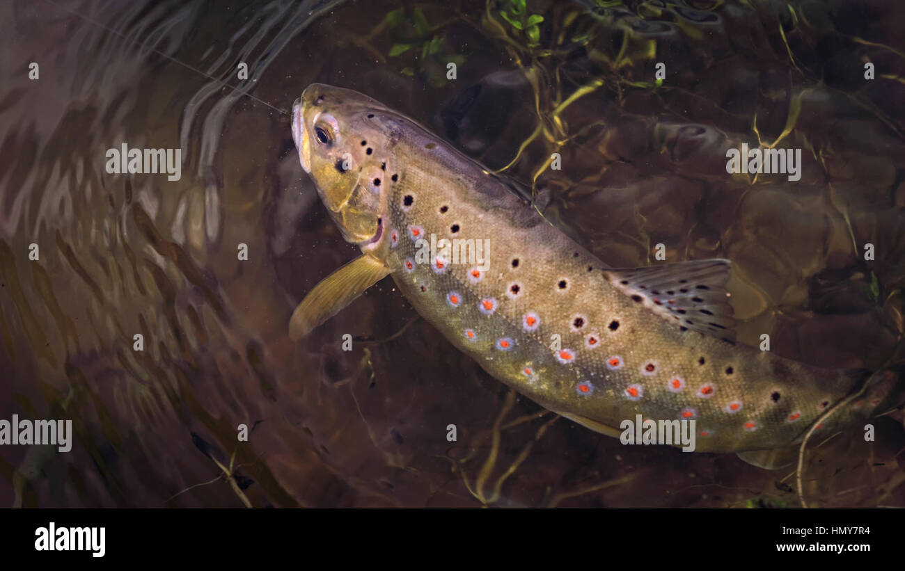 Beautiful brown trout caught by fly fishing. Wild fish on the hook ...