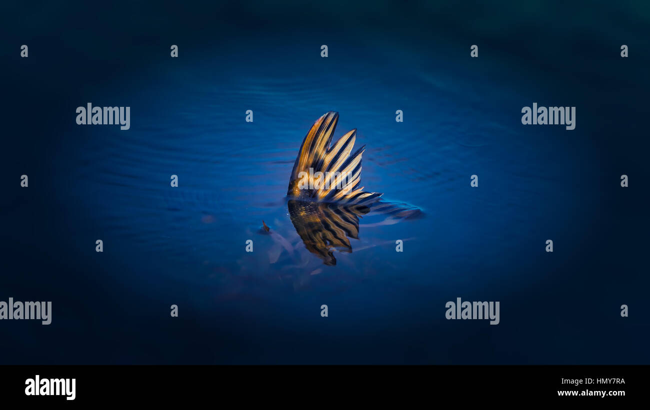 Illustration beautiful mermaid underwater fish hi-res stock photography ...