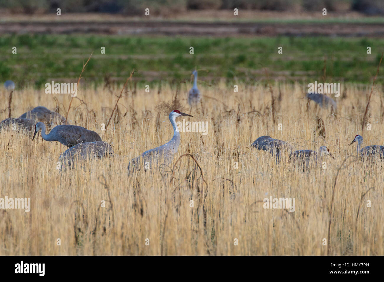 Crane bird california hi-res stock photography and images - Alamy
