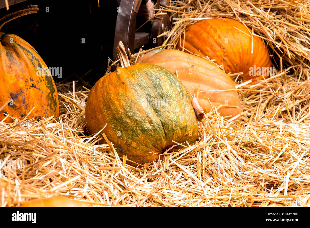 Pumpkins in hay. Autumn pumpkins in hay Stock Photo - Alamy