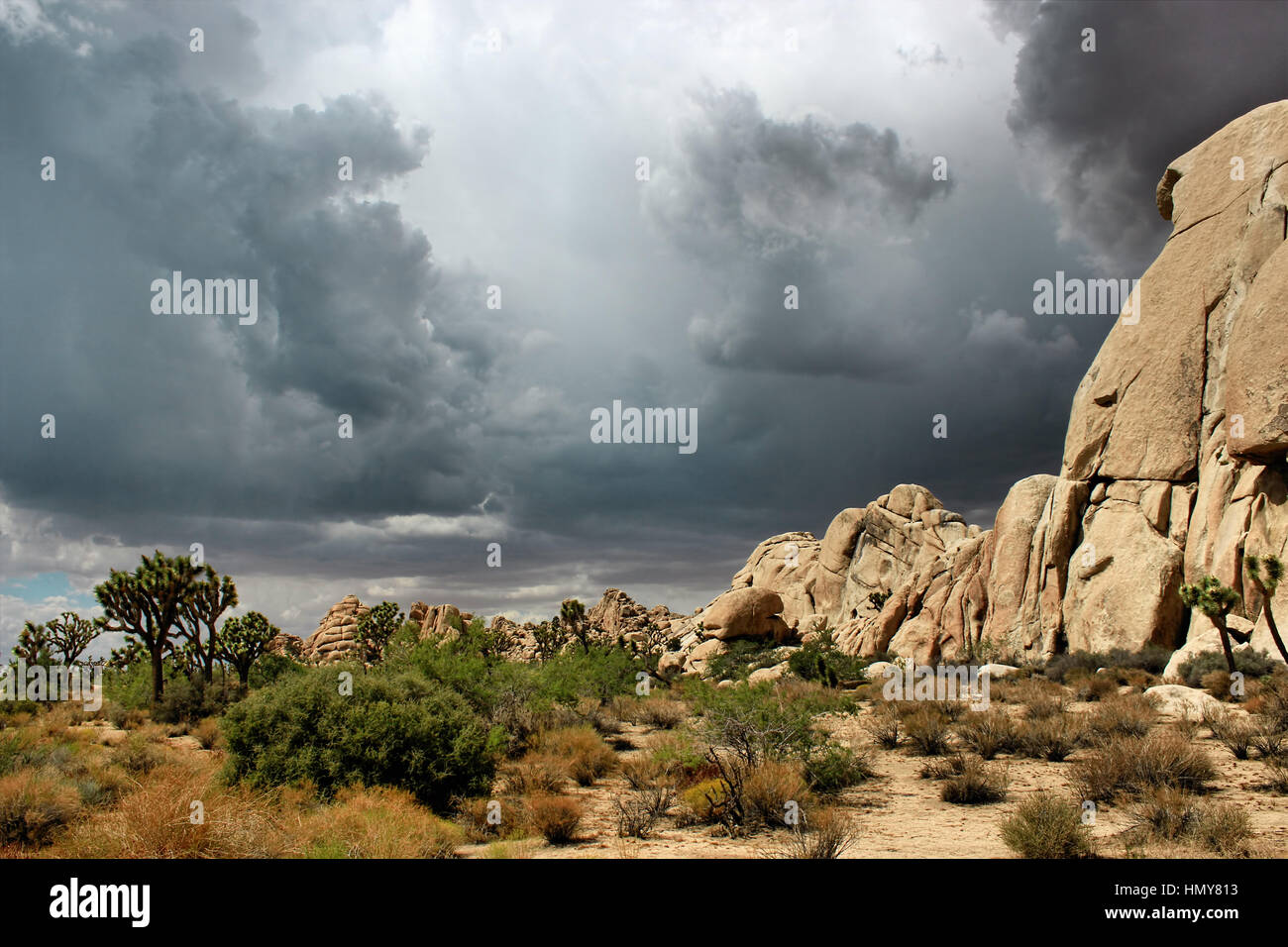 Thunderstorm in the Joshua Tree National Park, Mojave Desert ...