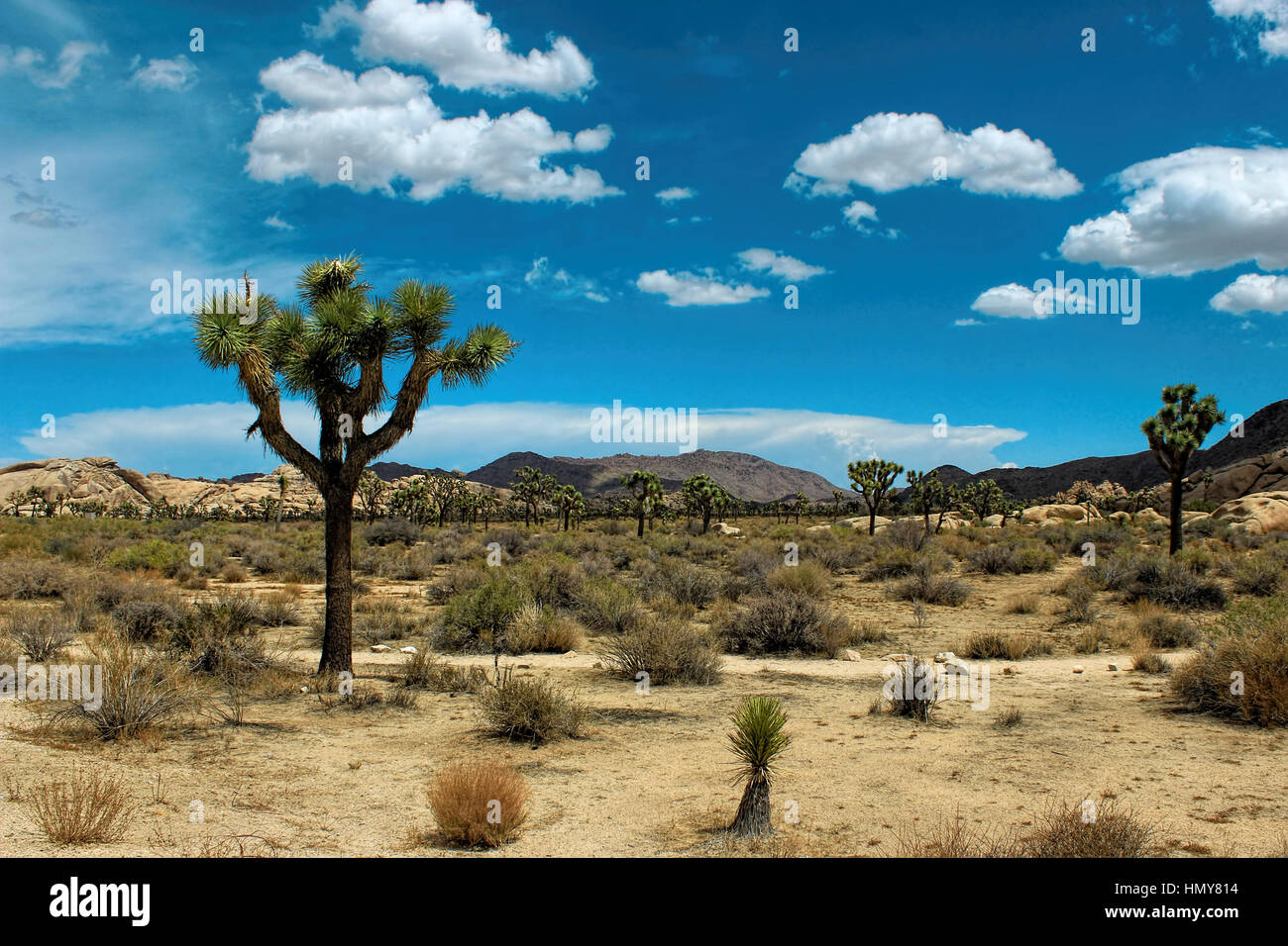 Joshua Tree National Park, Mojave Desert, California Stock Photo - Alamy