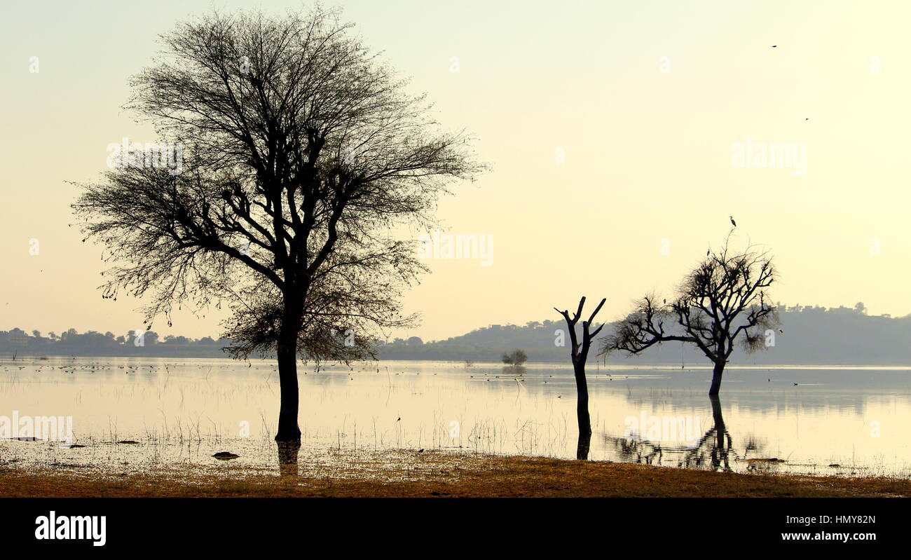Babul tree hi-res stock photography and images - Alamy