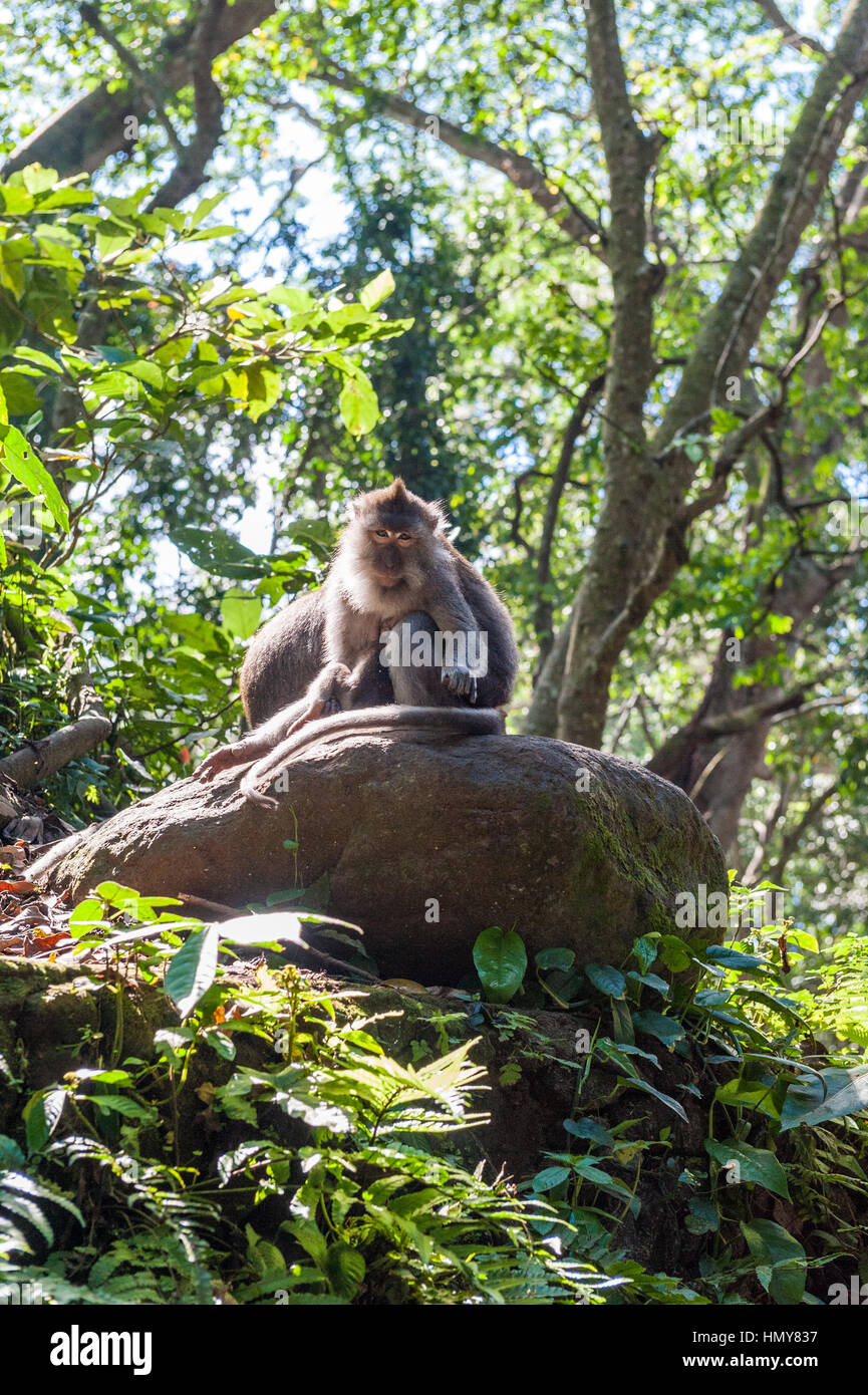 Indonesia, Bali, Balinese long-tailed monkey macaque at Ubud monkey ...