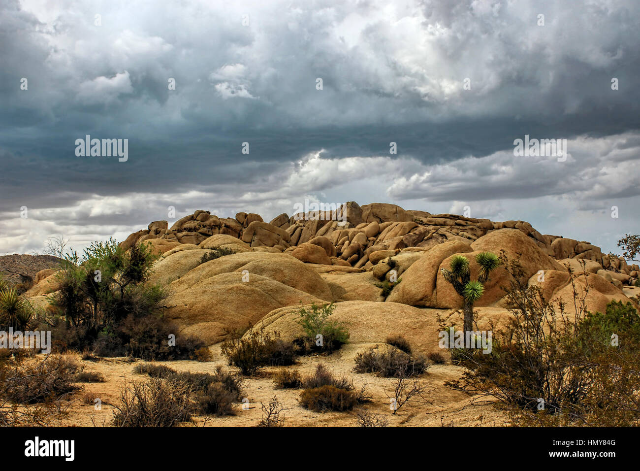 Thunderstorm in the Joshua Tree National Park, Mojave Desert ...