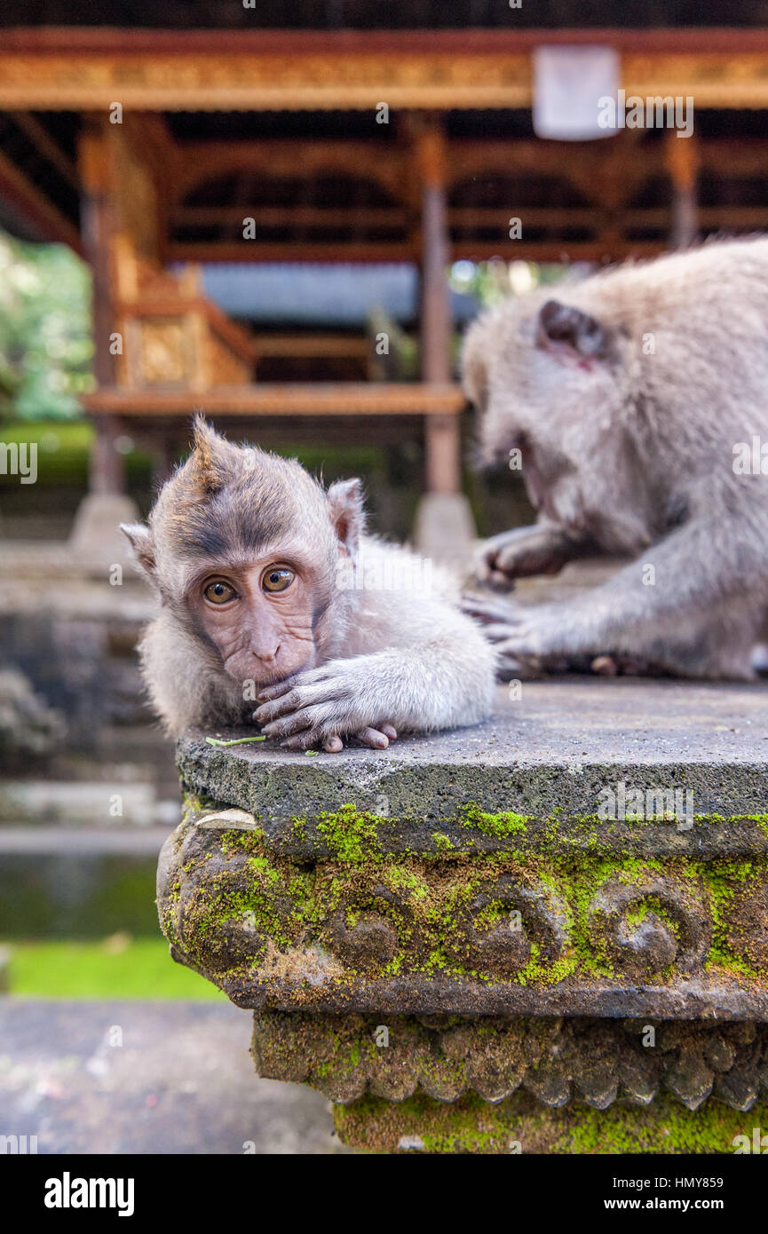 Indonesia, Bali, Balinese long-tailed monkey macaque at Ubud monkey ...