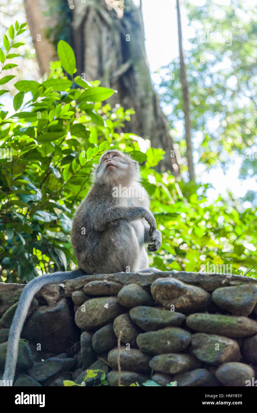 Indonesia, Bali, Balinese long-tailed monkey macaque at Ubud monkey ...