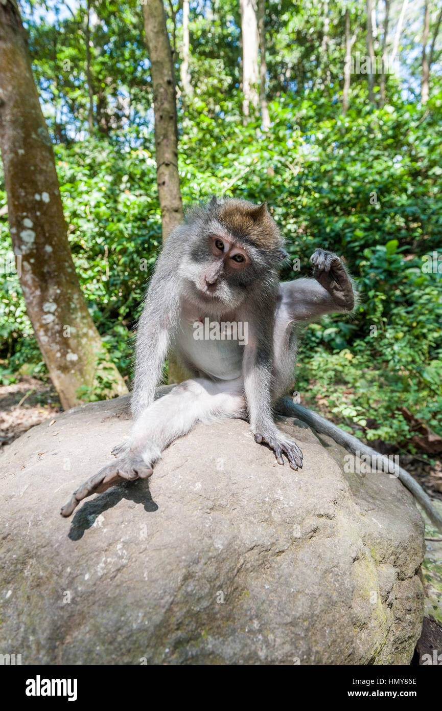 Indonesia, Bali, Balinese long-tailed monkey macaque at Ubud monkey ...