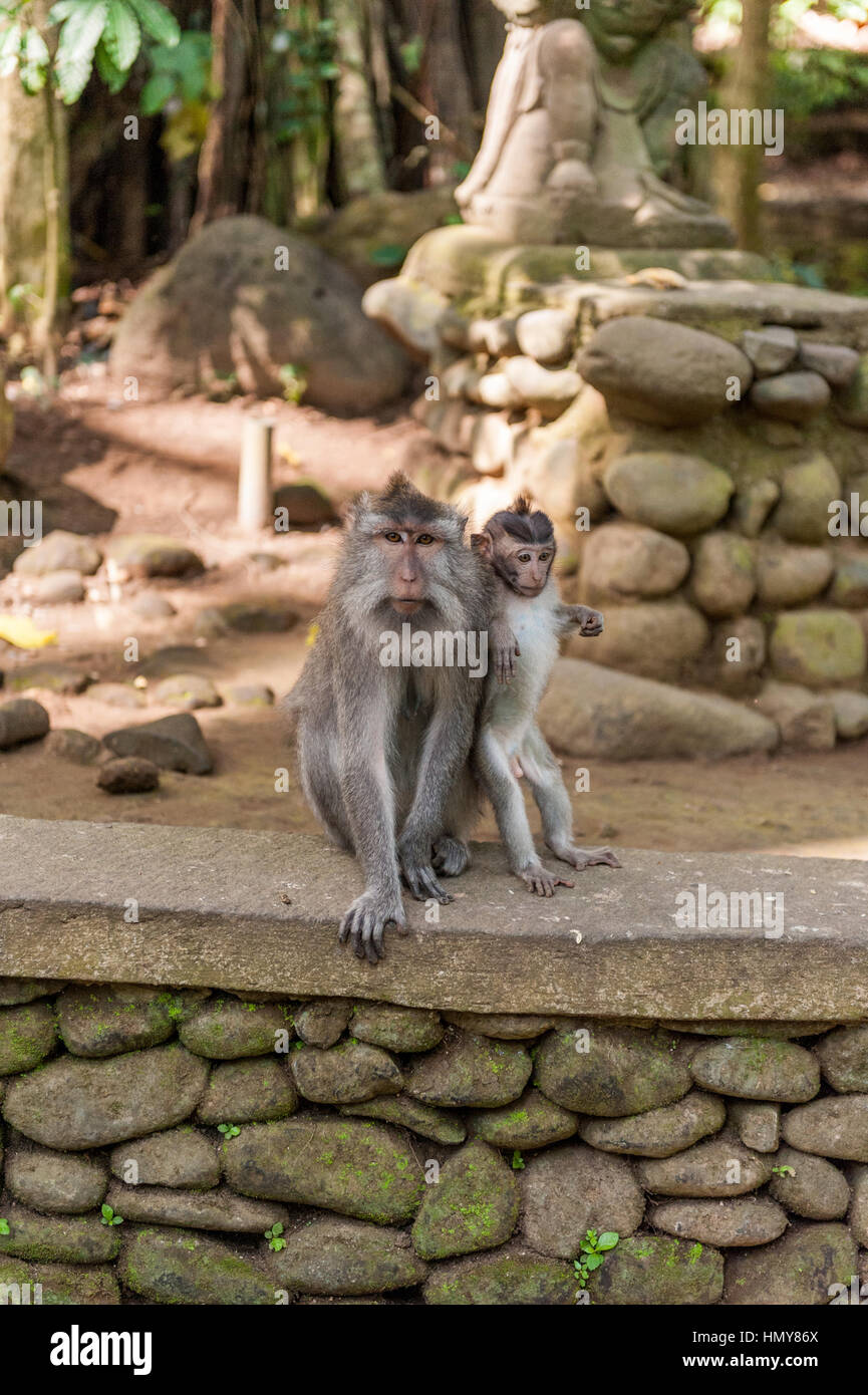 Indonesia, Bali, Balinese long-tailed monkey macaque at Ubud monkey ...